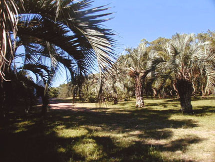 Parque Indígena Punta del Este Punta del Este Uruguay Información ...